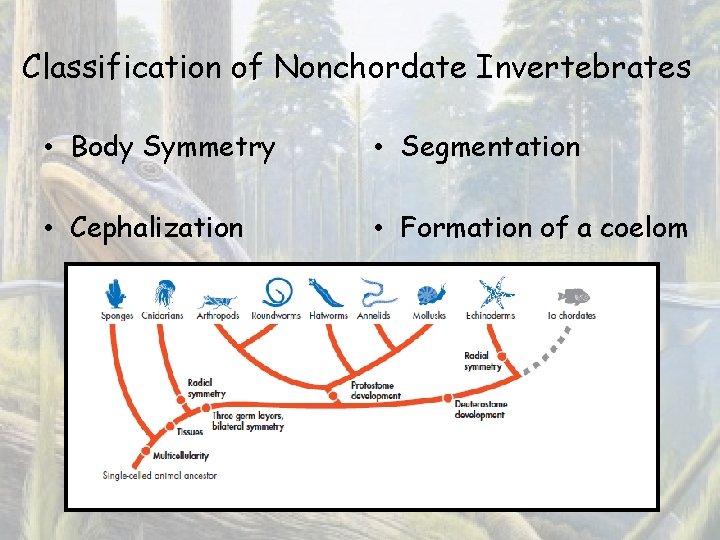 Animal Evolution Diversity Origins of the Invertebrates Traces