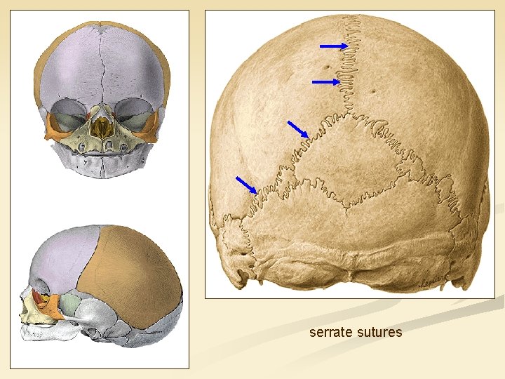 General arthrology and myology Mark Kozsurek M D