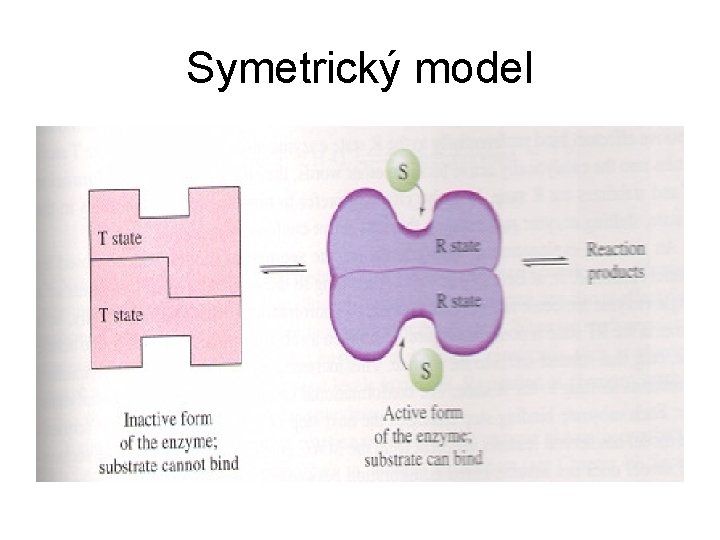Regulace zptnou vazbou Regulace Allosterie Allosterie Allosterick aktivtor