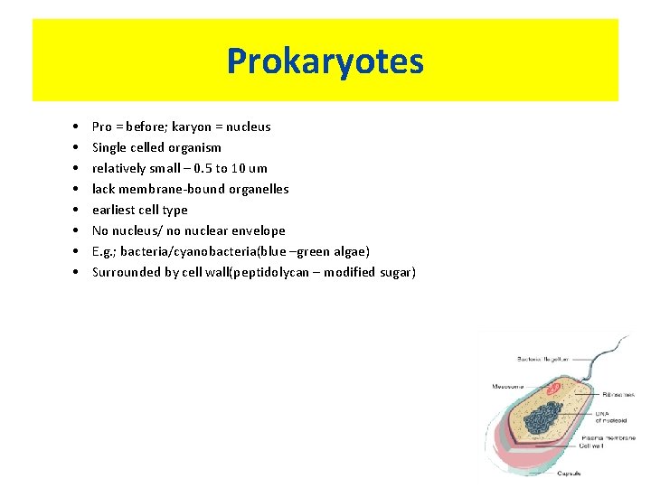 1 LEARNING OUTCOME 1 1 CELL THEORY Describe