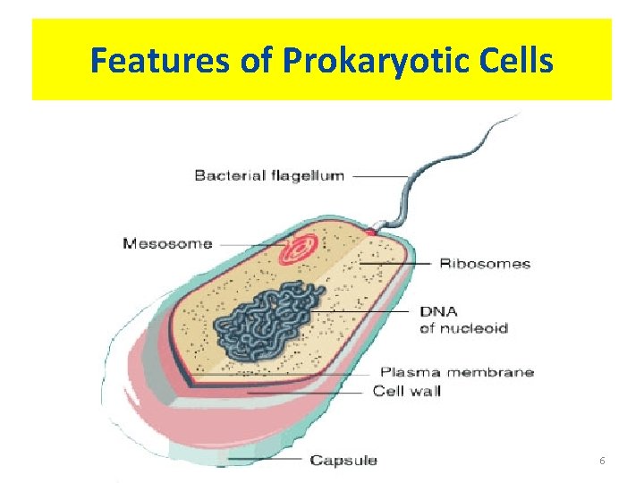 1 LEARNING OUTCOME 1 1 CELL THEORY Describe