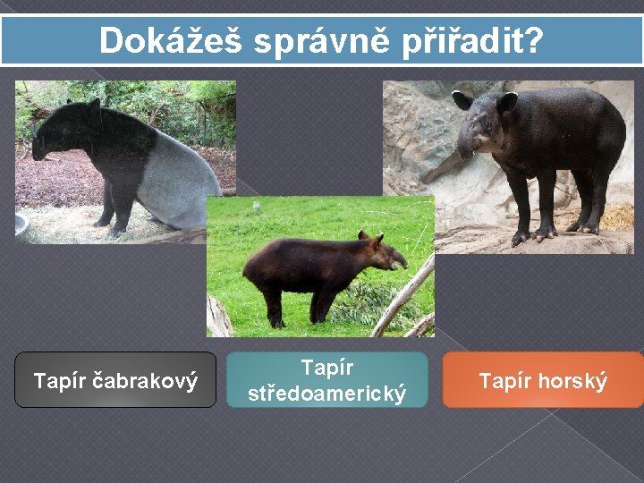 Savci d lichokopytnci Lichokopytnci jsou velmi znmm dem