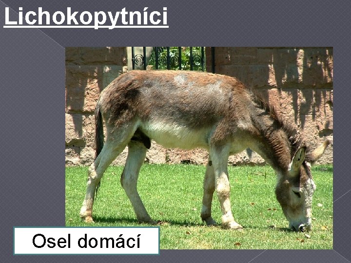 Savci d lichokopytnci Lichokopytnci jsou velmi znmm dem