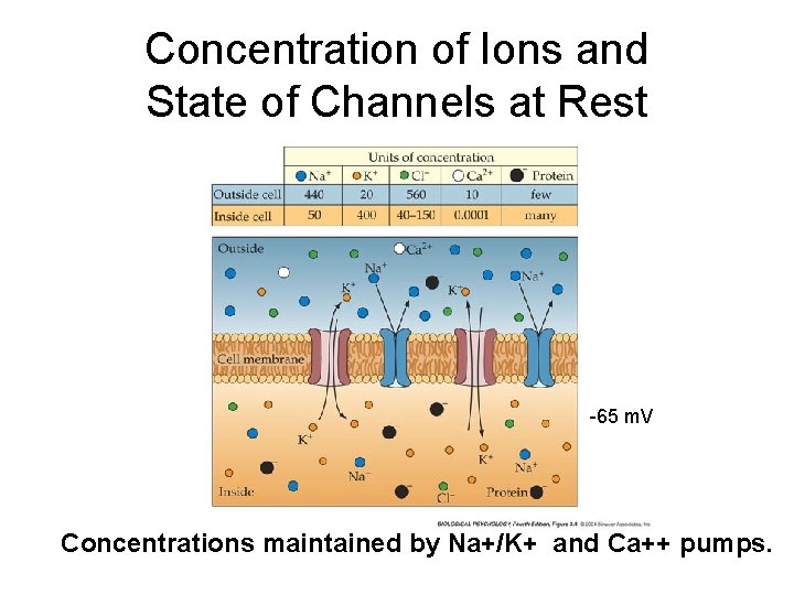 Resting Potentials and Action Potentials Lecture 10 PSY