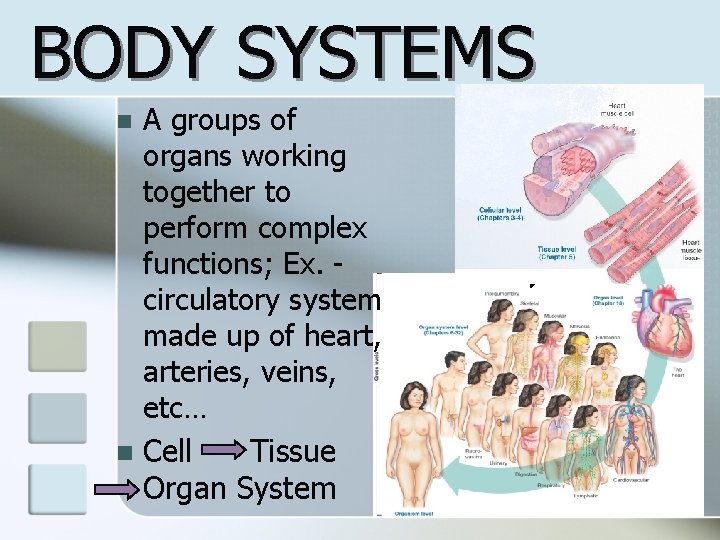 Chapter 02 Terms Pertaining to the Body as