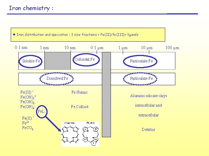 Iron Chemistry sources and sinks Iron hypothesis Martin
