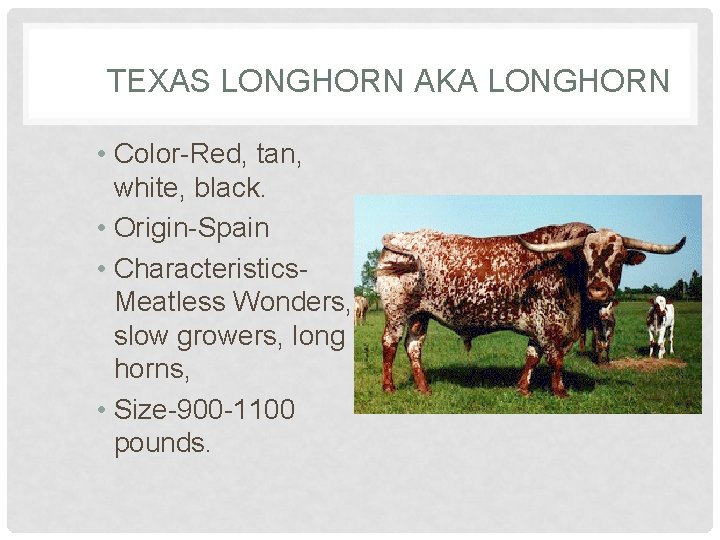 BEEF CATTLE BREEDS ORIGINS COLORS CHARACTERISTICS MAJOR BEEF