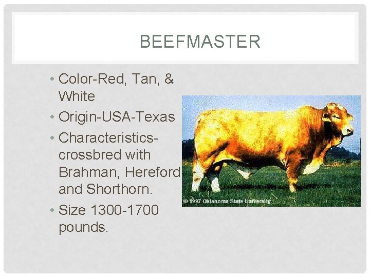 BEEF CATTLE BREEDS ORIGINS COLORS CHARACTERISTICS MAJOR BEEF