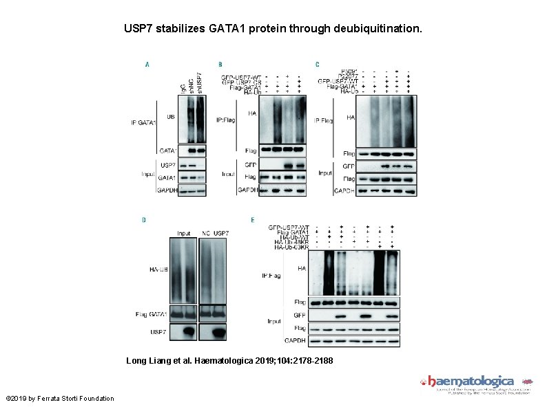 Deubiquitylase USP 7 regulates human terminal erythroid differentiation
