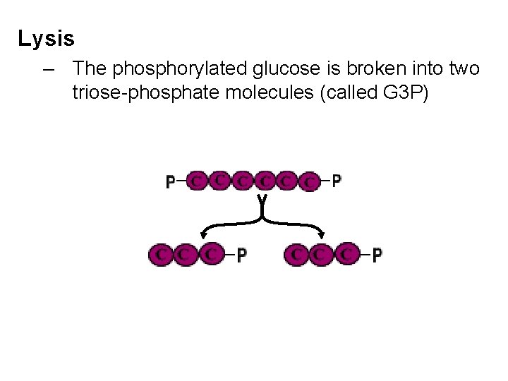 Glycolysis Overview Occurs in the cytoplasm Notoxygen dependant