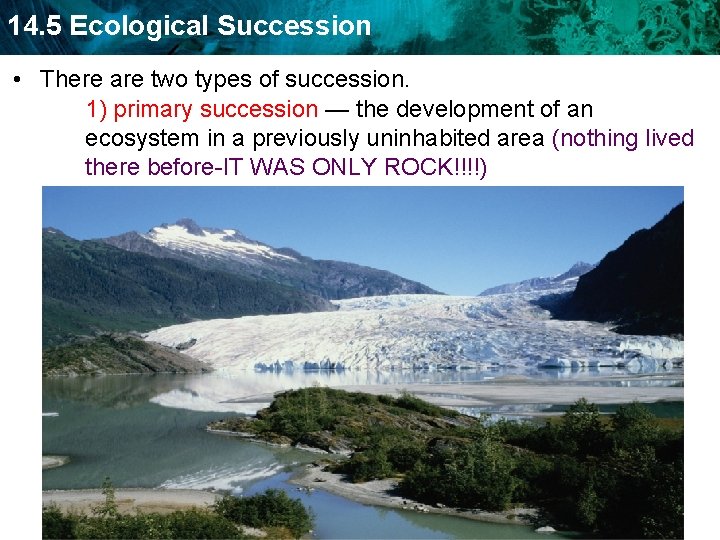 14 5 Ecological Succession KEY CONCEPT Ecological succession