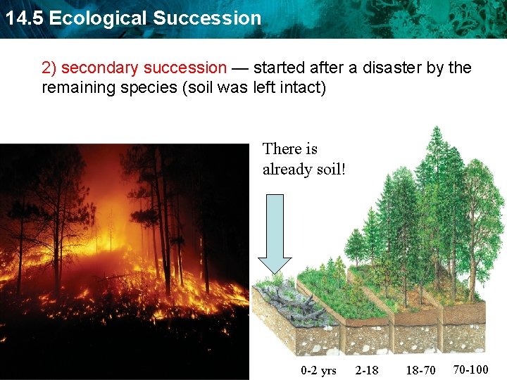 14 5 Ecological Succession KEY CONCEPT Ecological succession