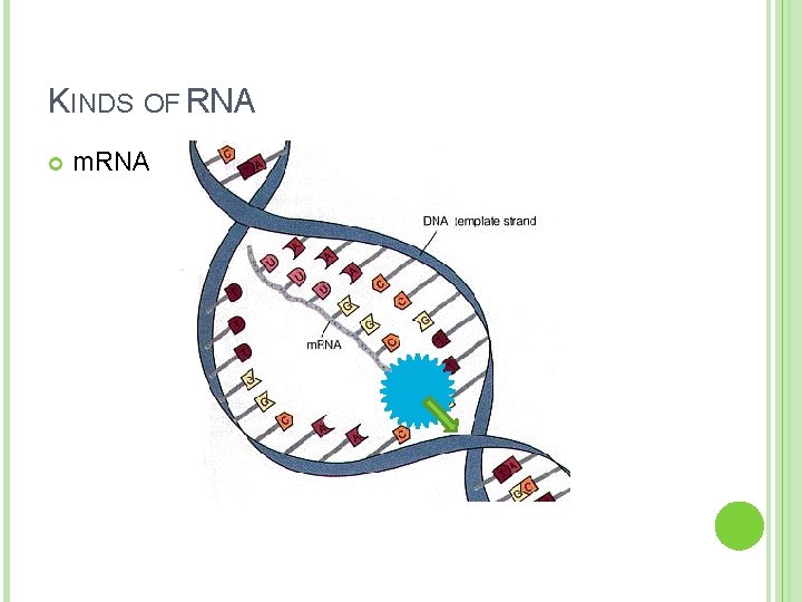 TRANSLATION Using RNA to make Protein WHAT DOES