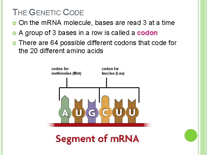 TRANSLATION Using RNA to make Protein WHAT DOES