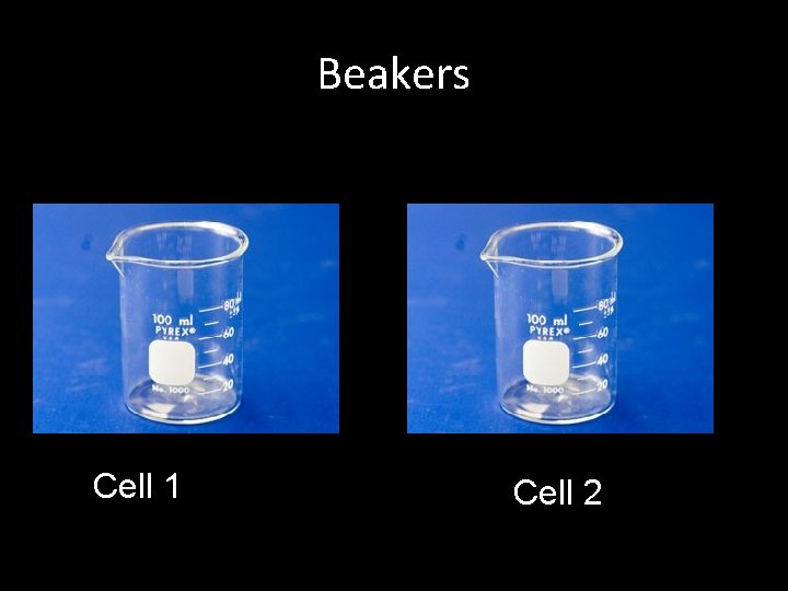Homework 12 5 The Electrochemical Cell WS Castle