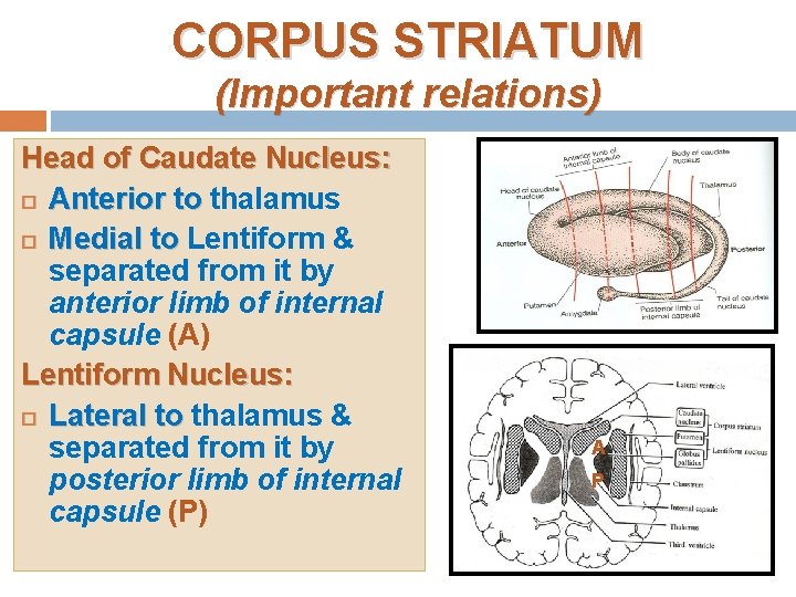 BASAL GANGLIA OBJECTIVES q q q At the