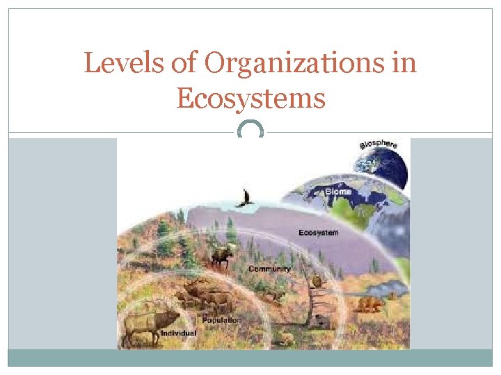 Levels of Organizations in Ecosystems Species individual organism