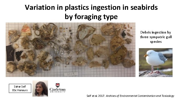 Plastic pollution ingestion by marine birds what we