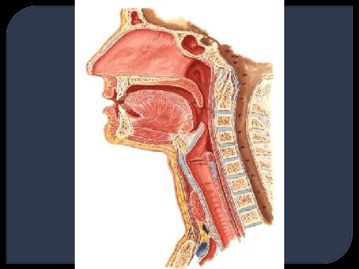 Velopharyngeal Anatomy By Prof Nabil A Hasan Head