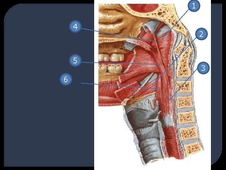 Velopharyngeal Anatomy By Prof Nabil A Hasan Head
