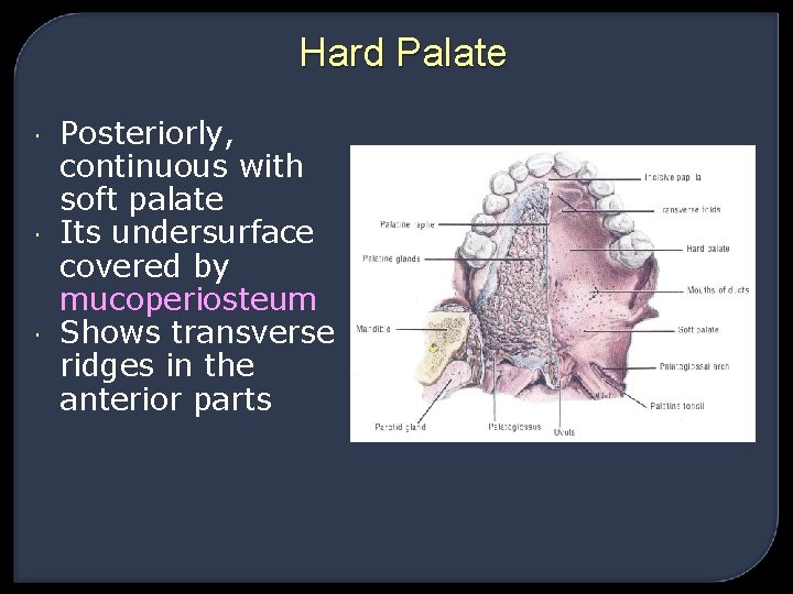 Velopharyngeal Anatomy By Prof Nabil A Hasan Head