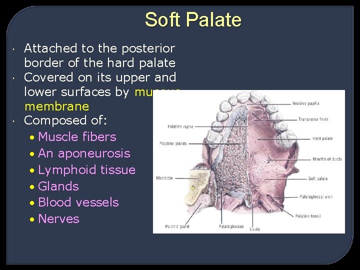 Velopharyngeal Anatomy By Prof Nabil A Hasan Head