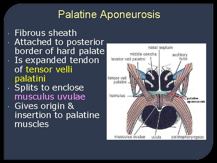Velopharyngeal Anatomy By Prof Nabil A Hasan Head