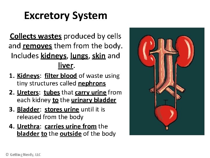 Respiratory and Excretory Power Point and ALL Handouts