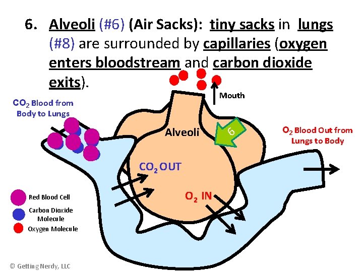 Respiratory and Excretory Power Point and ALL Handouts