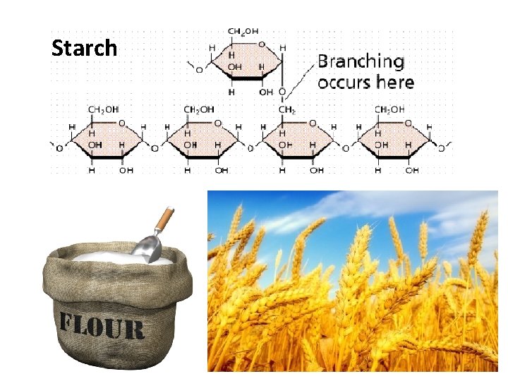 MCB 100 Introductory Microbiology September 14 2018 Lipids