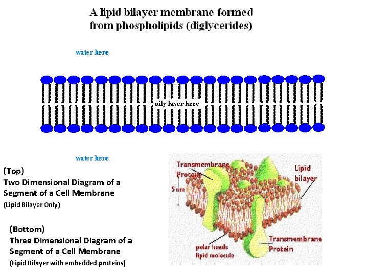 MCB 100 Introductory Microbiology September 14 2018 Lipids