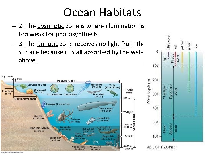 Marine Biology Ocean Habitats A There are two