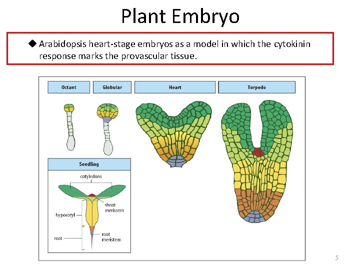 Plant development regulated by cytokinin sinks Science 353