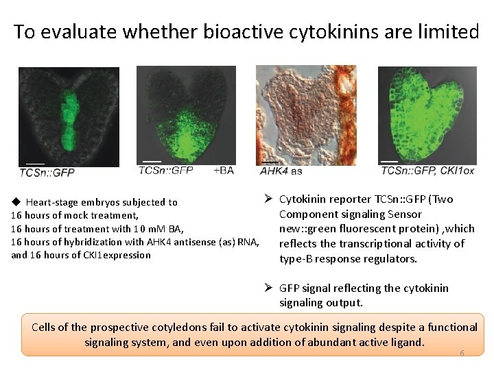 Plant development regulated by cytokinin sinks Science 353