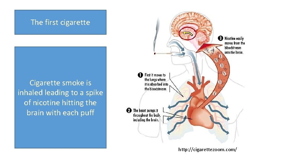 What causes cigarette cravings A brief guide by