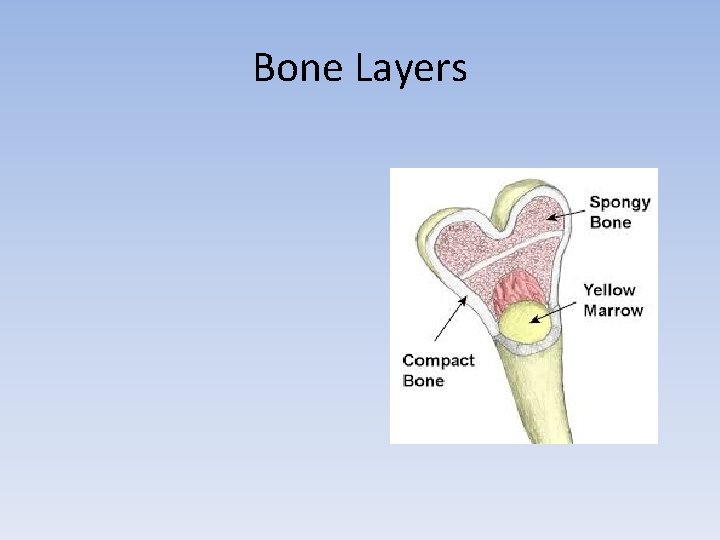 Skeletal System The Skeletal System Your skeleton is