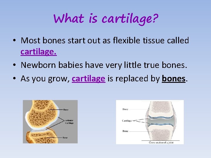 Skeletal System The Skeletal System Your skeleton is