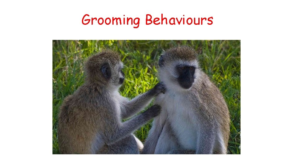 Sustainability Interdependance Key Area 6 d Primate Behaviour