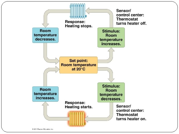 Anatomy Physiology Review Hierarchical Organization of Body Plans