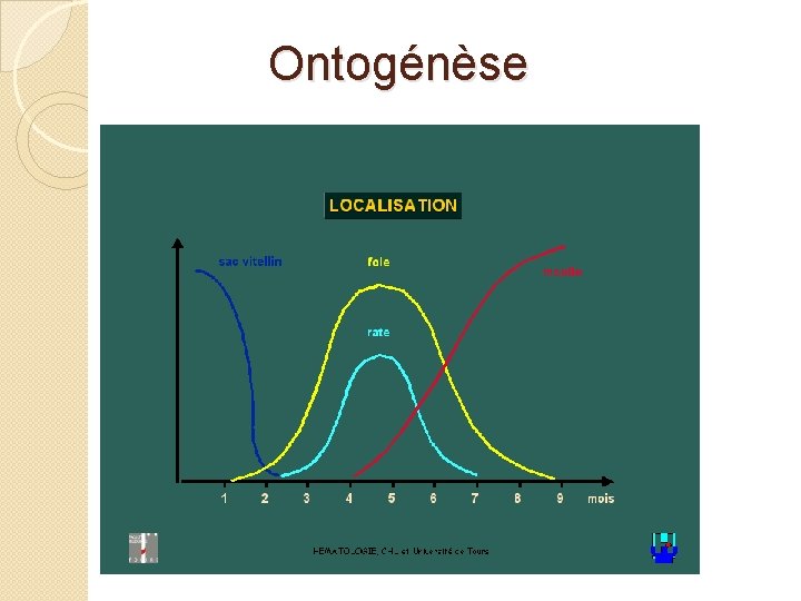 HEMATOPOESE Dr Bougherira S Ontognse Compartiments de lhmatopose