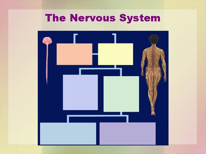 36 1 The Nervous System Section Objectives Analyze