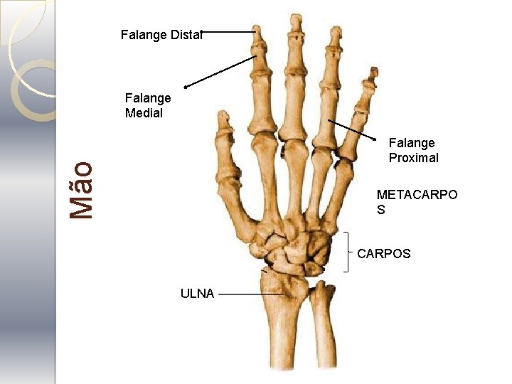 O Sistema Locomotor Prof Murilo C S Ferreira