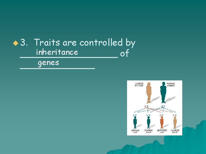 Chapter 5 Genetics The Science of Heredity Section
