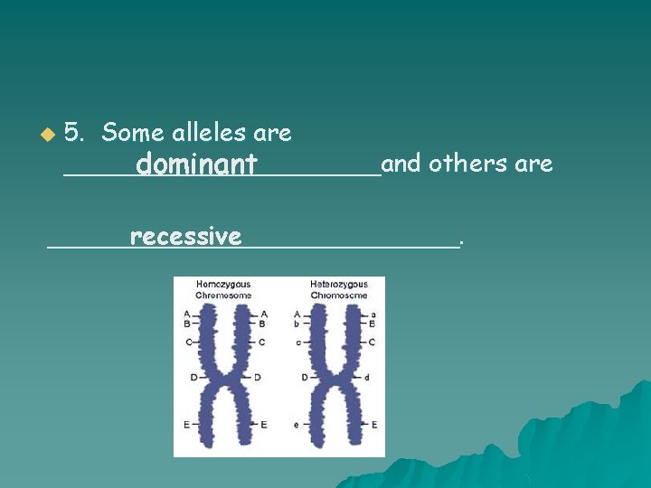 Chapter 5 Genetics The Science of Heredity Section