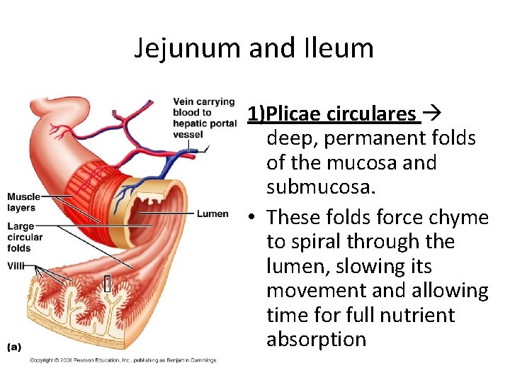 Stomach Temporary storage tank Chemical breakdown of proteins