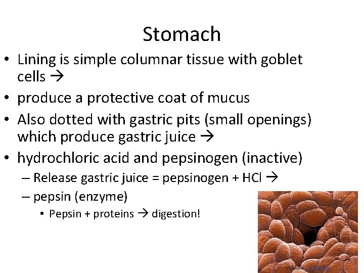 Stomach Temporary storage tank Chemical breakdown of proteins