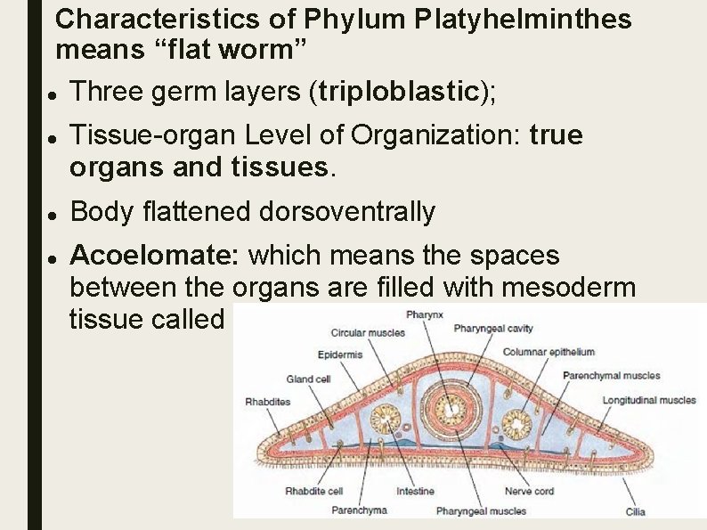 Phylum Platyhelminthes Characteristics of Phylum Platyhelminthes means flat