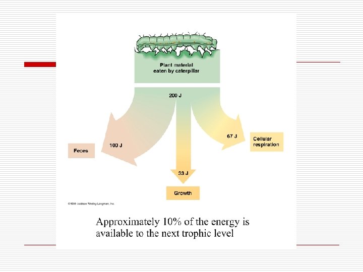Science 2200 Energy flow Review Trophic Levels o
