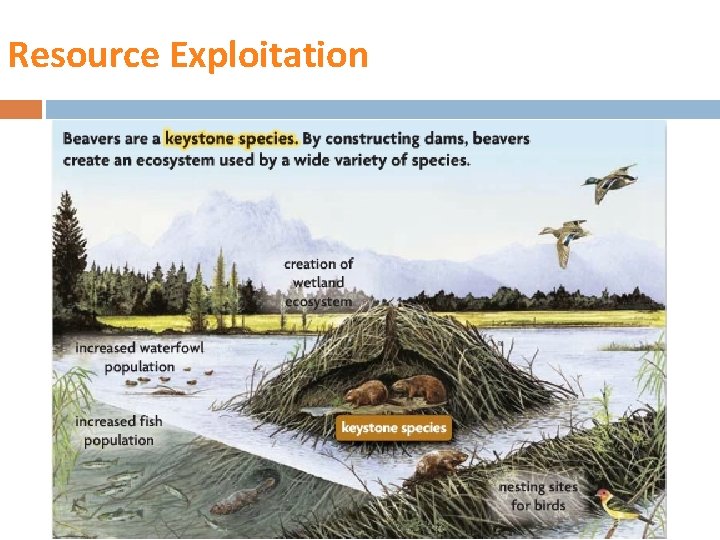 HUMAN IMPACT ON ECOSYSTEMS What is Ecosystem Sustainability