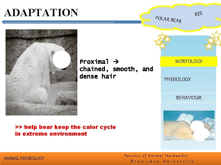 ADAPTATION BEE POLAR BEA R MORFOLOGY PHYSIOLOGY BEHAVIOUR